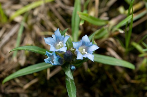 Gentiana davidii - PictureThis