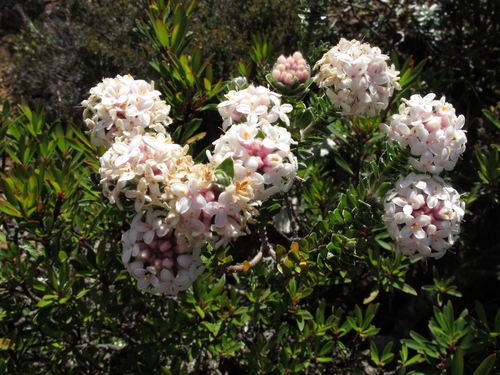 Pimelea sericea Cuidados (Plantando, Fertilizantes, Enfermedades ...