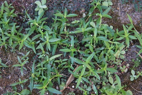 Rumput Mutiara (Oldenlandia corymbosa) - PictureThis