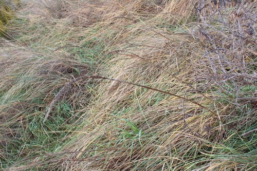 Leymus racemosus - PictureThis