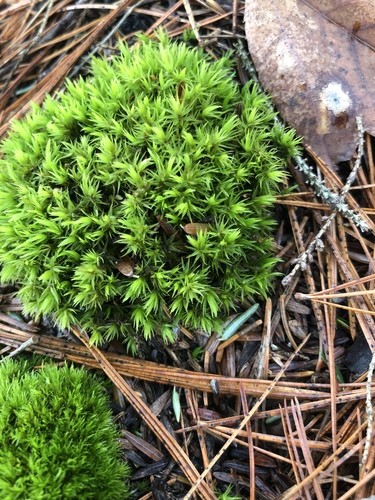 PictureThis - Dicranum polysetum