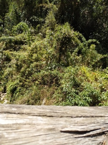 Chusque (Chusquea scandens) - PictureThis