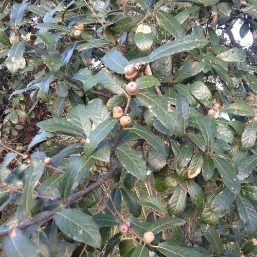 Encino capulincillo (Quercus castanea) - PictureThis