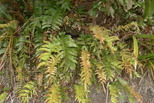 Parablechnum montanum - PictureThis