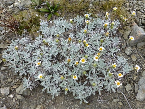 Celmisia allanii Flower, Leaf, Care, Uses - PictureThis