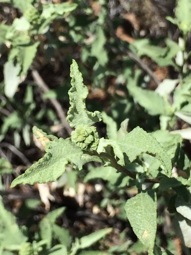 Triangle bursage (Ambrosia deltoidea) Flower, Leaf, Care, Uses ...
