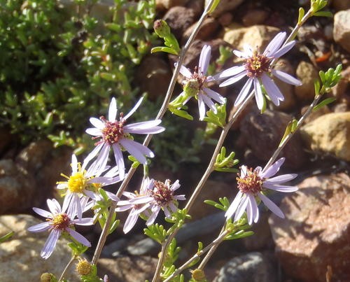 Wild aster (Felicia filifolia) Flower, Leaf, Care, Uses - PictureThis
