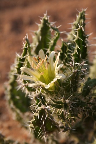 Codon royenii - PictureThis