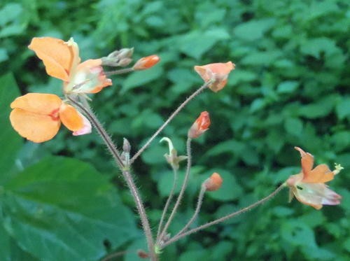 Wavy-leaf desmodium (Hylodesmum repandum) Flower, Leaf, Care, Uses ...