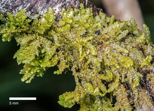 Radula splendida Care (Watering, Fertilize, Pruning, Propagation ...