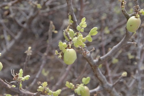 🍀 How to Grow and Care for Cimarron plum