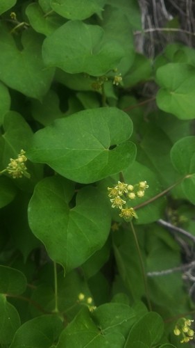 Talayote de racimo (Cynanchum racemosum) - PictureThis