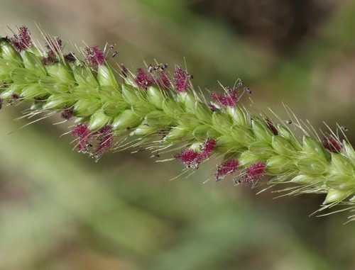 세타리아 파르비플로라 (Setaria parviflora) - PictureThis
