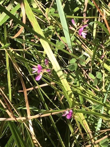 Trailing Bush Clover (Lespedeza procumbens) Flower, Leaf, Care, Uses ...