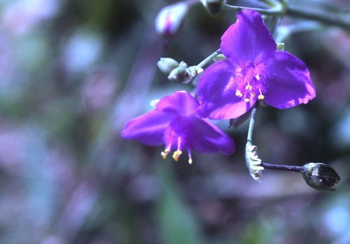 Tripogandra Flower, Leaf, Care, Uses - PictureThis