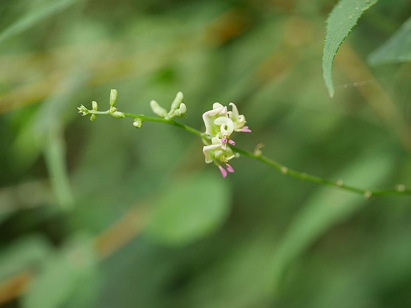 Apios fortunei - PictureThis