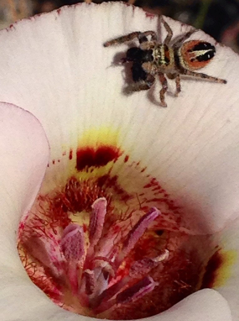 Calochortus argillosus - PictureThis