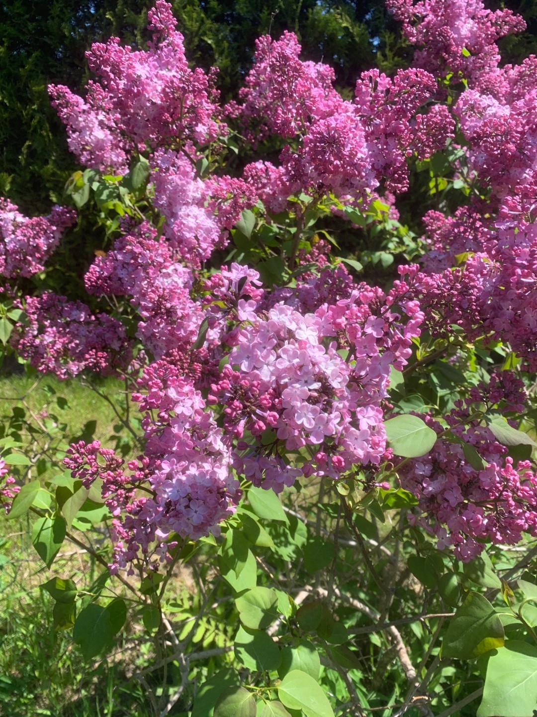 Lilacs (Syringa) Flower, Leaf, Care, Uses - PictureThis