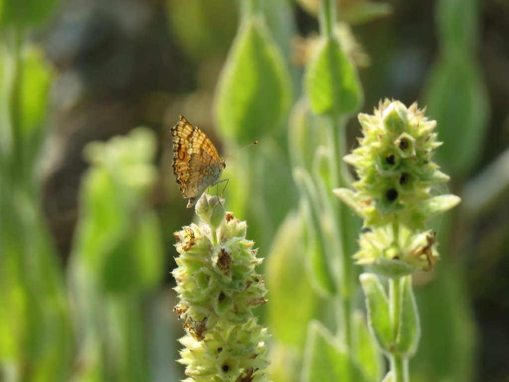 Stachys albens - PictureThis