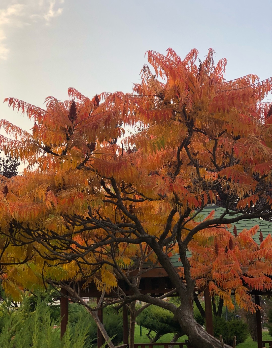 Young Rhus Typhina Laciniata