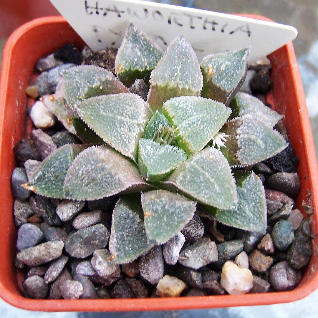 Хавортия карликовая (Haworthia pygmaea) - PictureThis