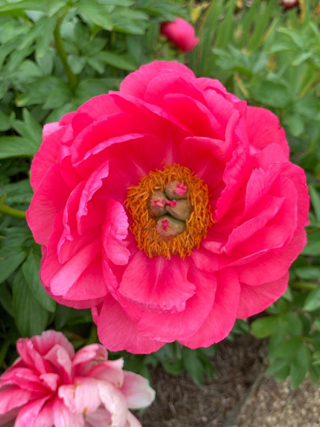 Peonies (Paeonia) Flower, Leaf, Care, Uses - PictureThis