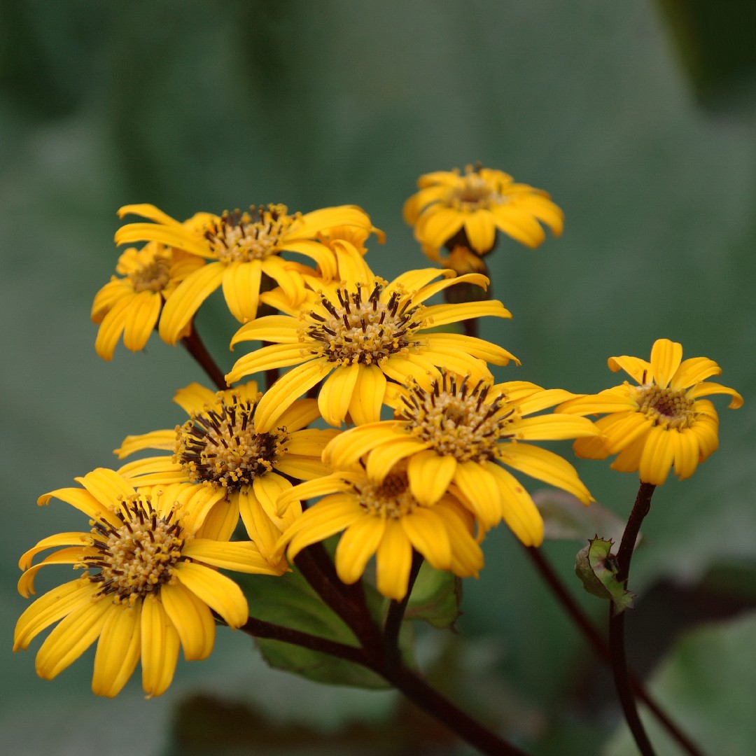 Ligularia (Ligularia dentata) - PictureThis