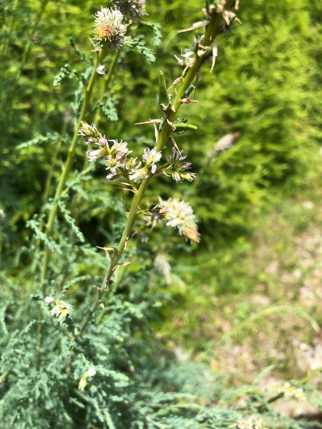 Myricaria (Myricaria) Flower, Leaf, Care, Uses - PictureThis