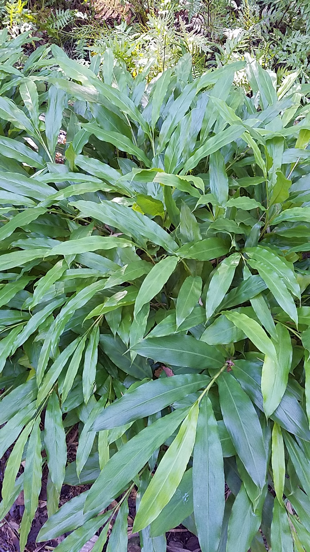 cooking ginger Care (Watering, Fertilize, Pruning, Propagation ...