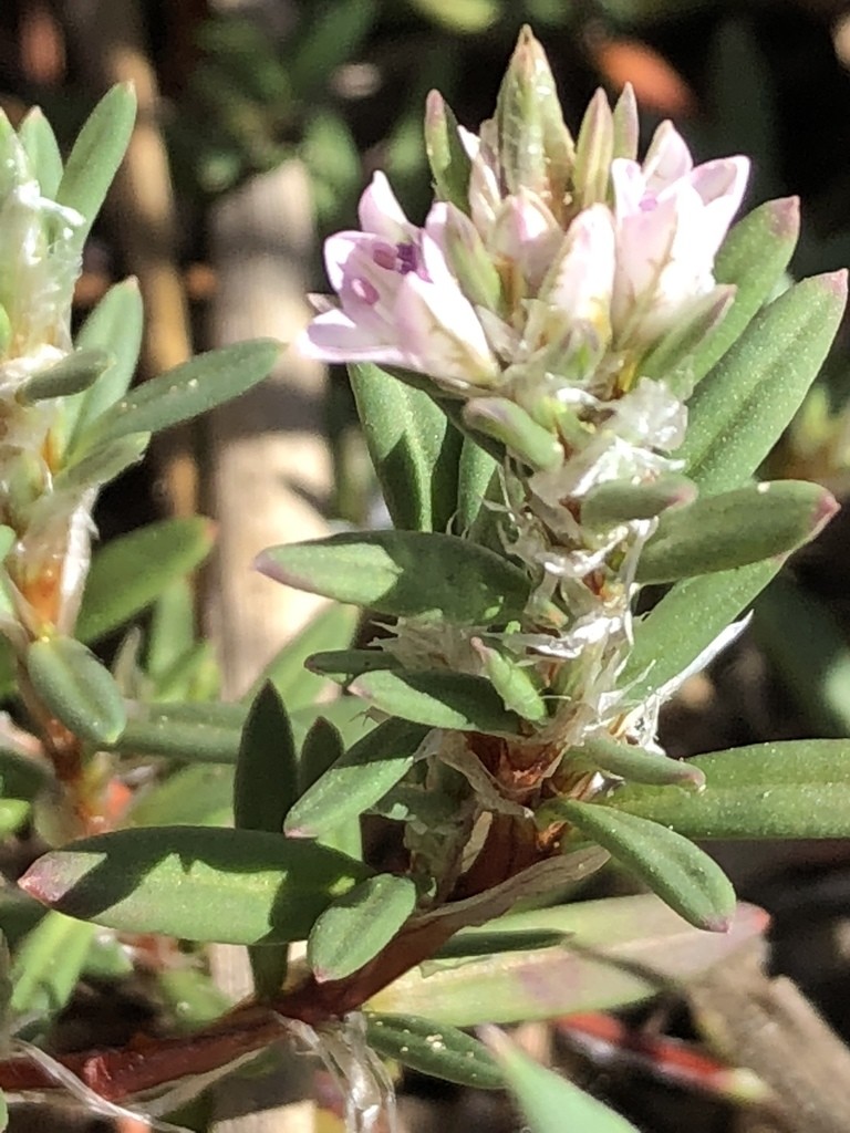 Polygonum paronychia - PictureThis