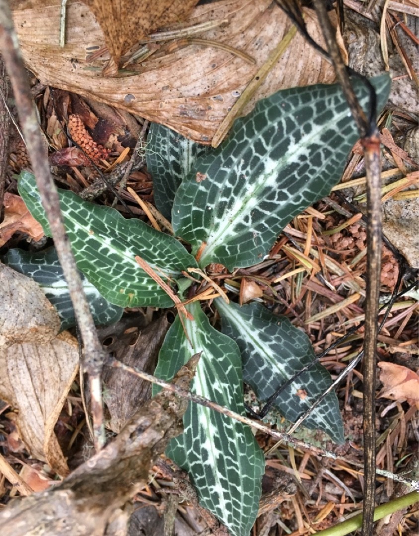 Goodyera schlechtendaliana - PictureThis