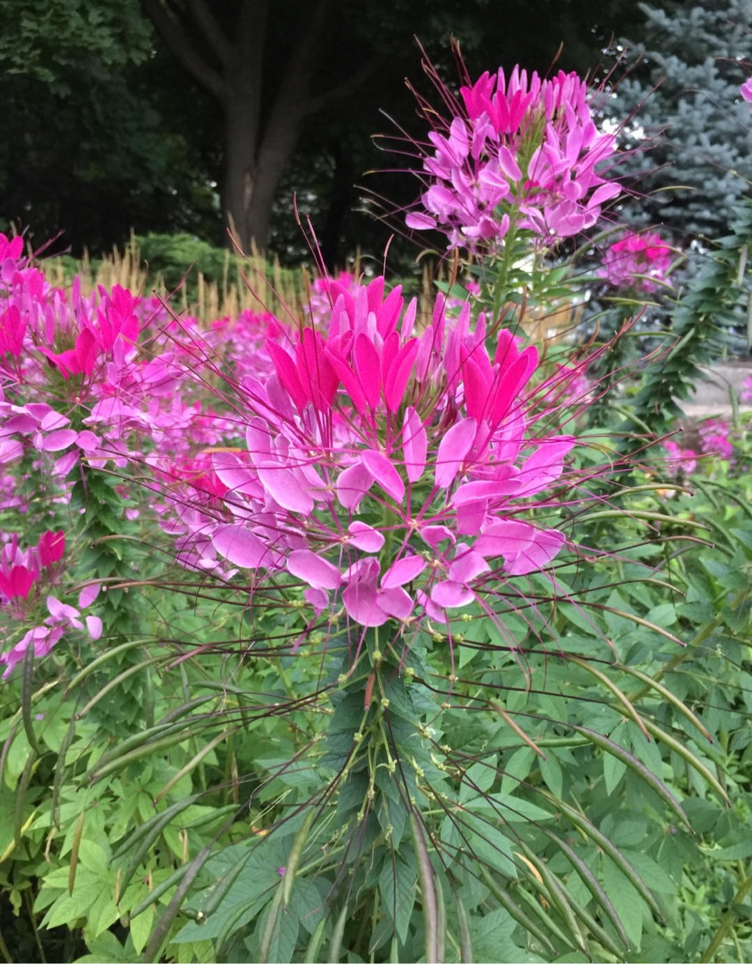 Spider flowers Care (Watering, Fertilize, Pruning, Propagation ...