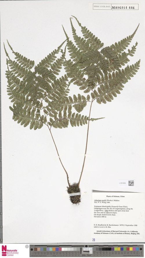 Athyrium wardii - PictureThis