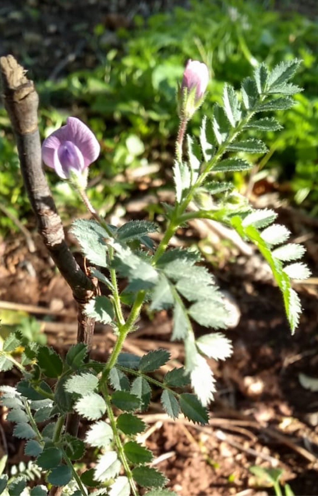 Cicer Flower, Leaf, Care, Uses - PictureThis