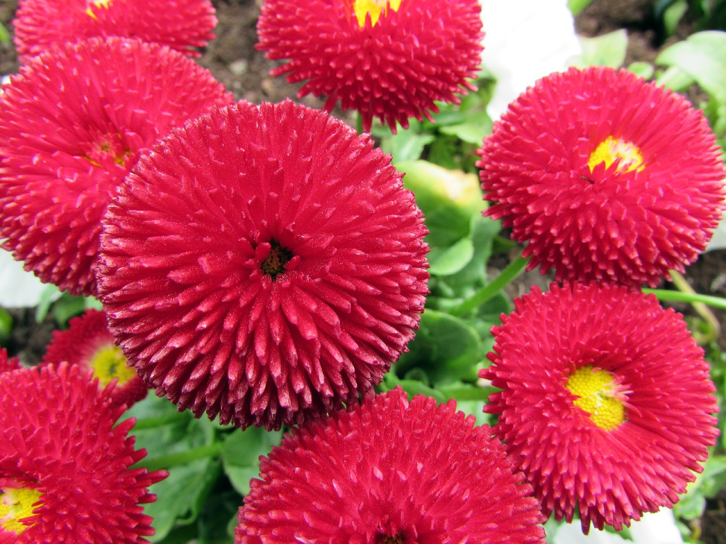 Bellis Care (Watering, Fertilize, Pruning, Propagation) - PictureThis