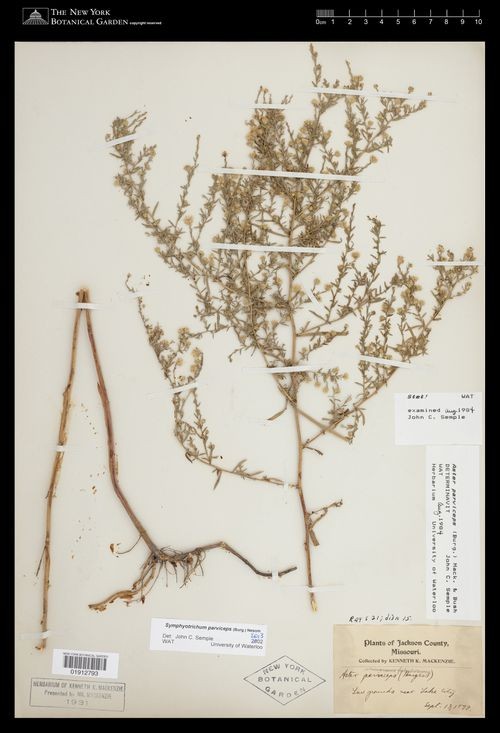 Symphyotrichum parviceps 花言葉，毒性，よくある質問 - PictureThis