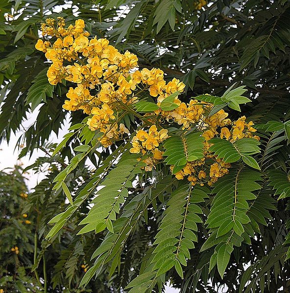 Candelillo (Senna spectabilis) - PictureThis