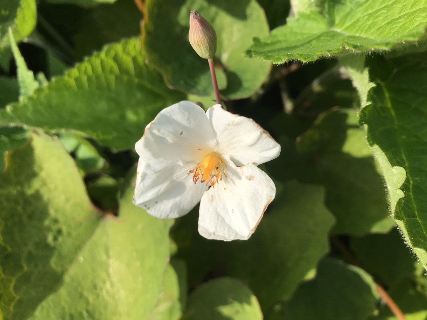 Snow-poppies (Eomecon) Flower, Leaf, Care, Uses - PictureThis