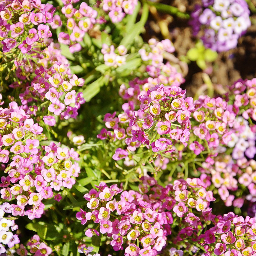 Sweet alyssum Care (Watering, Fertilize, Pruning, Propagation ...