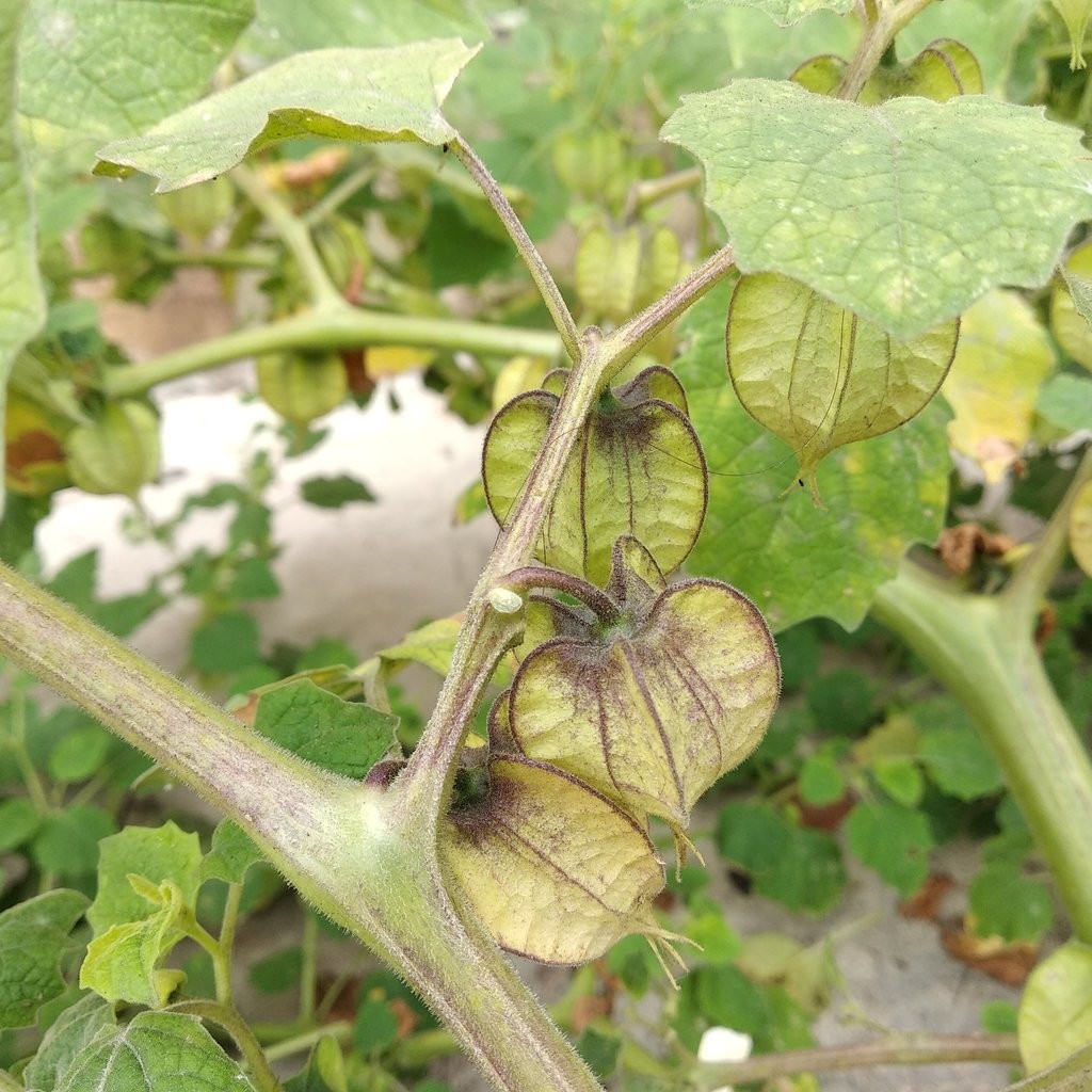 Nightshade (Solanaceae) Flower, Leaf, Care, Uses - PictureThis