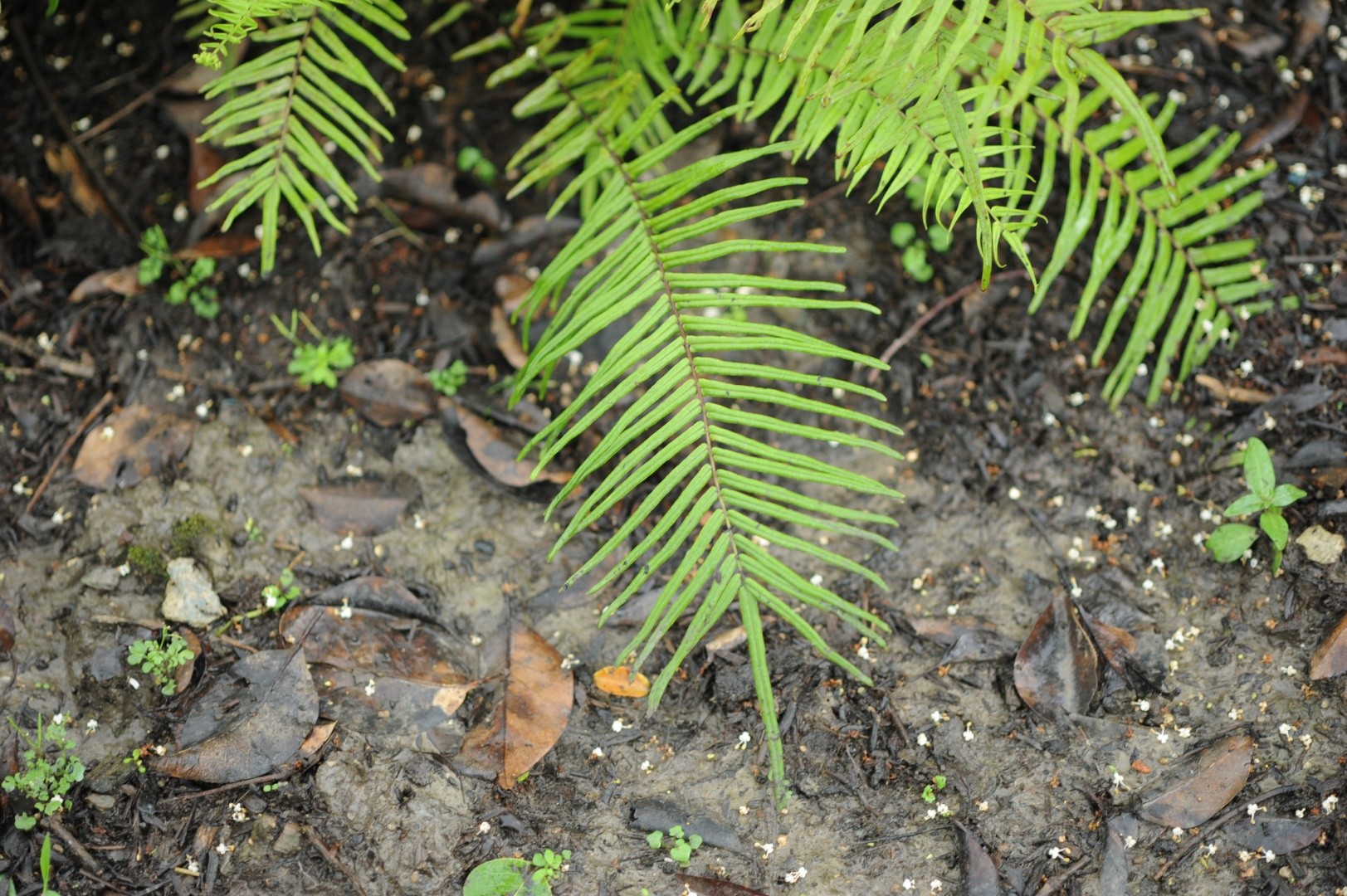 Pteris - PictureThis