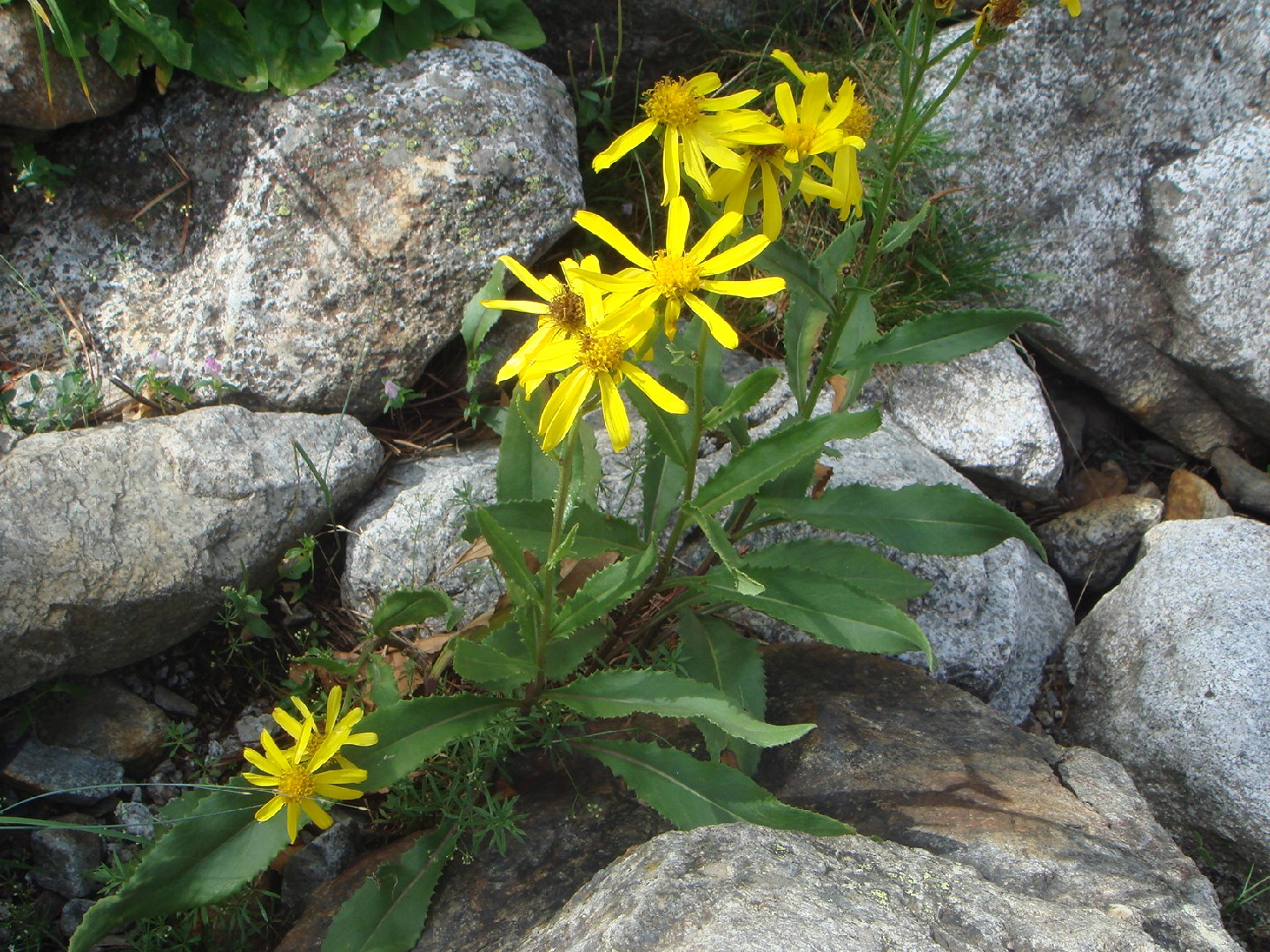 African daisy (Senecio pterophorus) Flower, Leaf, Care, Uses - PictureThis