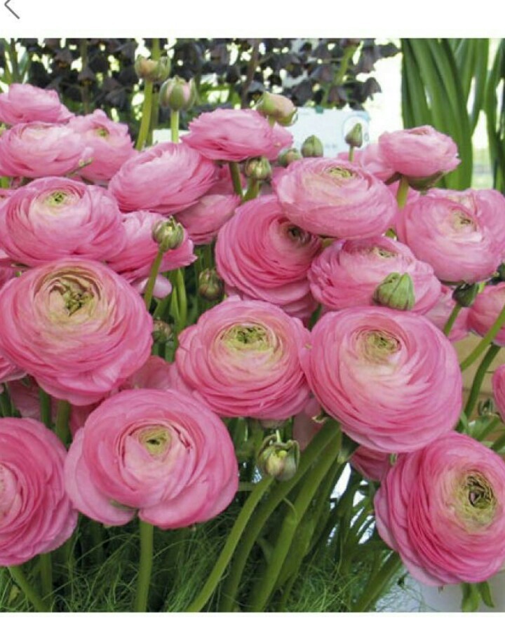 Ranunculus (Ranunculus) - PictureThis