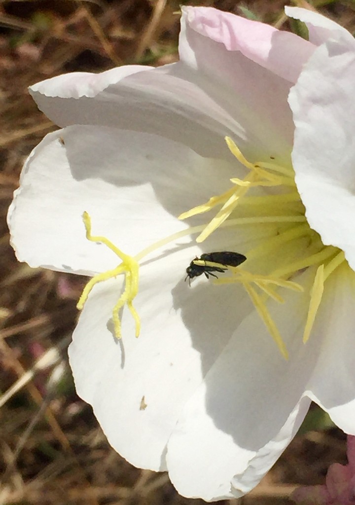 Myrtle order (Myrtales) Flower, Leaf, Care, Uses - PictureThis