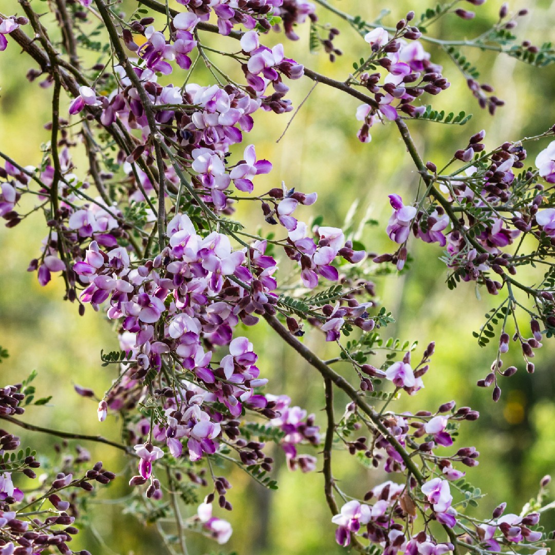 Ironwood (Olneya) Flower, Leaf, Care, Uses - PictureThis