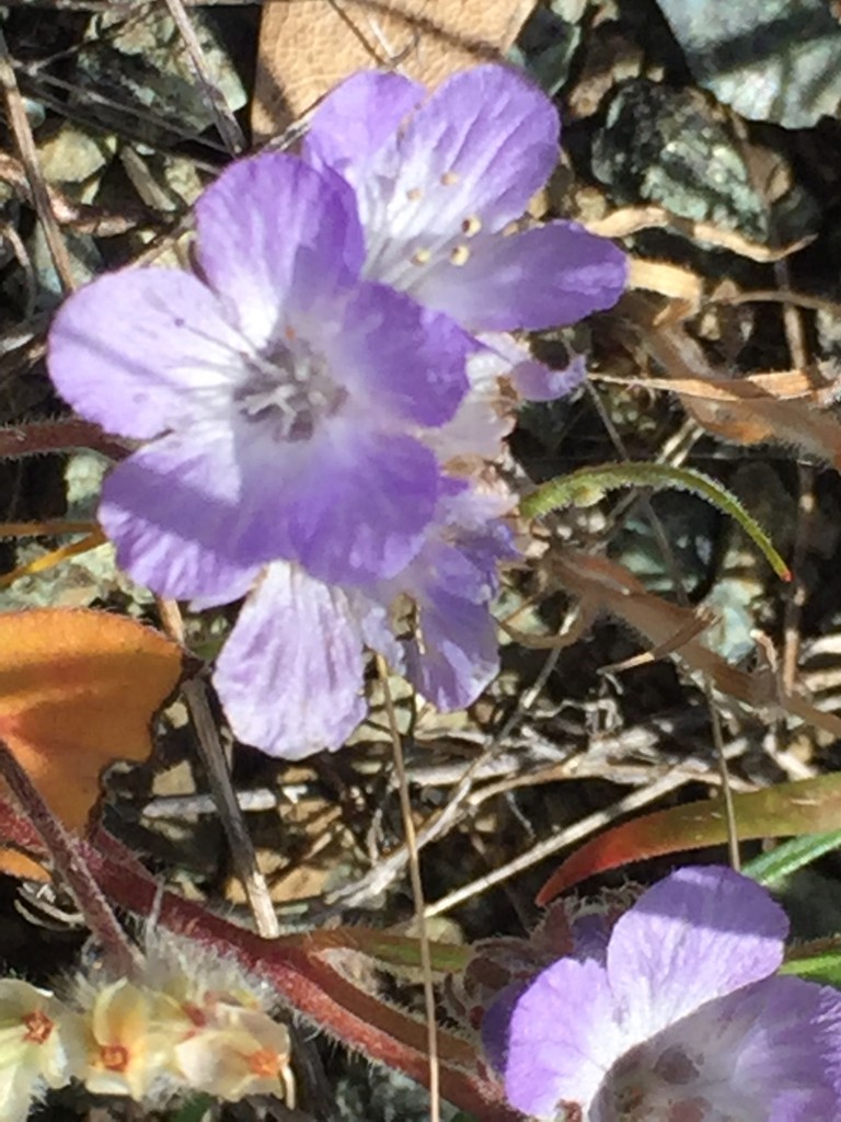 Phacelia divaricata - PictureThis