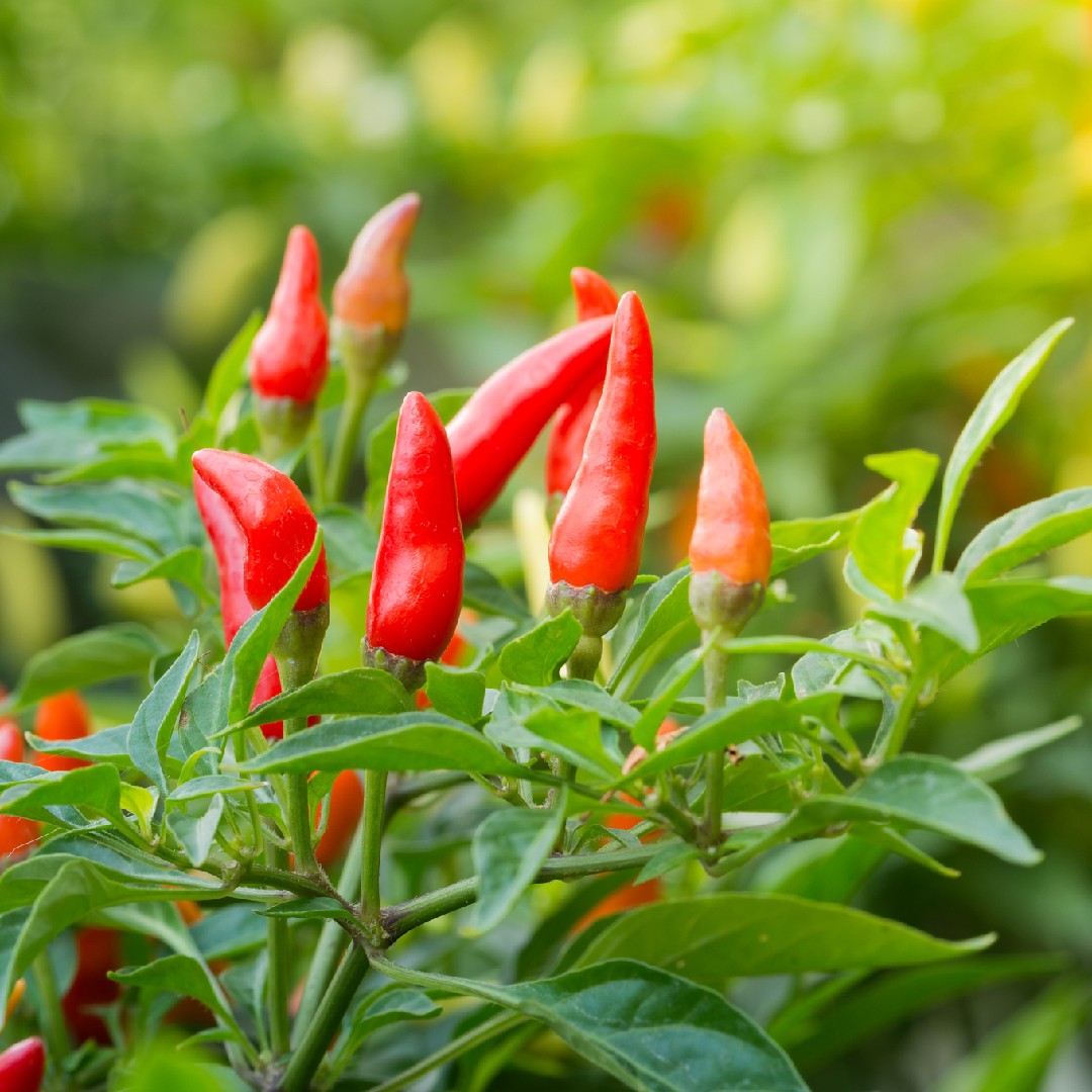 Capsicum Flower, Leaf, Care, Uses - PictureThis
