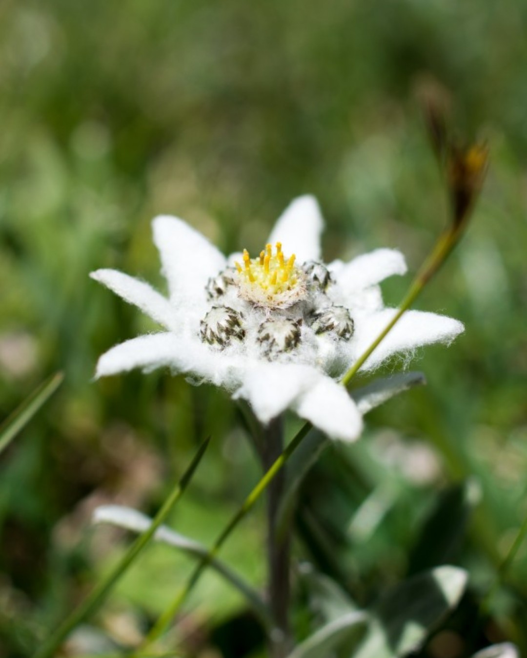 Leontopodium Flower, Leaf, Care, Uses - PictureThis