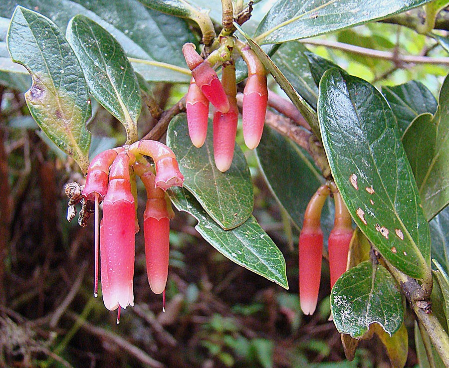 Macleania rupestris - PictureThis