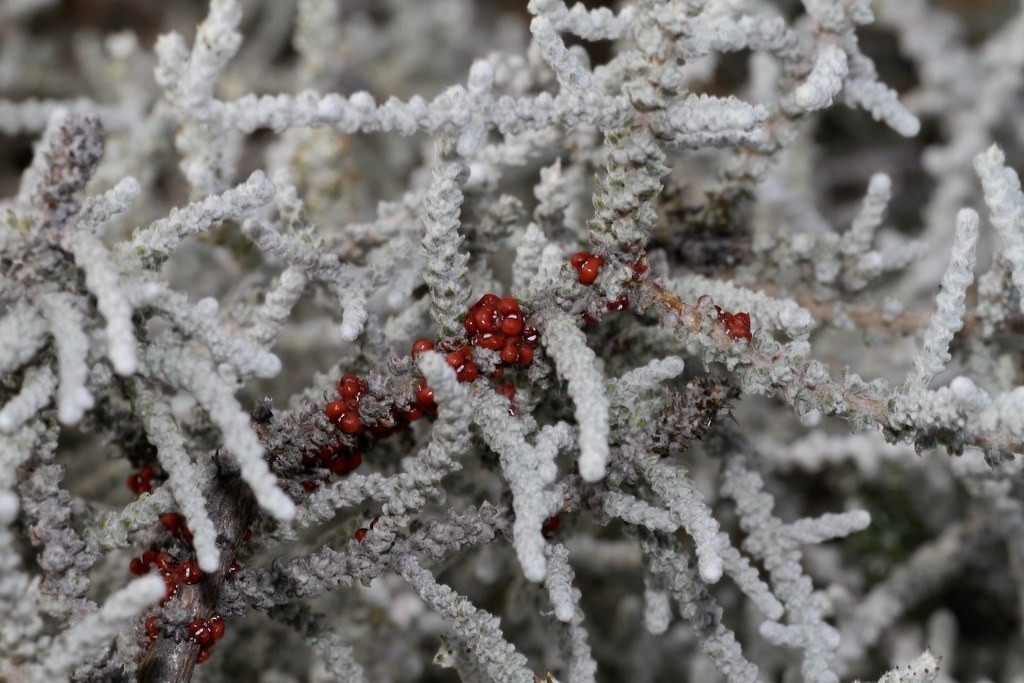 Stoebe plumosa - PictureThis